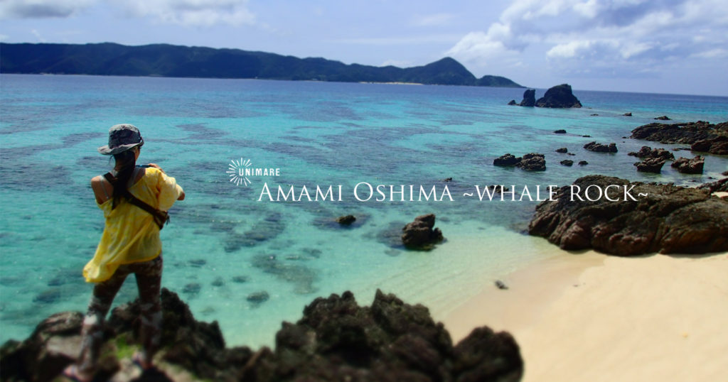 奄美大島の魅力を知る為に知っておくといいこと～ユニマーレ～ - 奄美大島ウェルネス×アドベンチャーUNIMARE