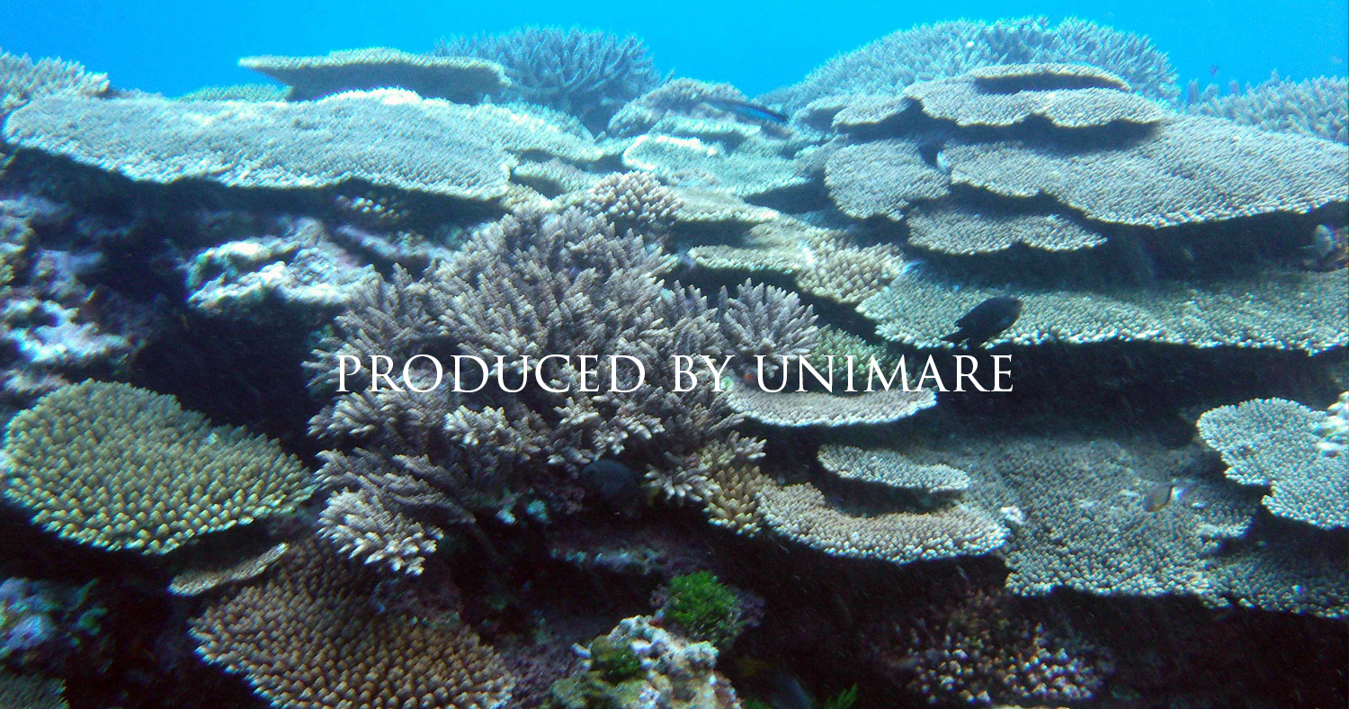 奄美の海の森の中は！？ - 奄美大島ウィルネス&アドベンチャーUNIMARE