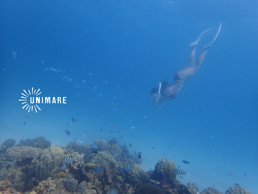 奄美大島の魅力を知る為に知っておくといいこと～ユニマーレ～ - 奄美大島ウェルネス×アドベンチャーUNIMARE